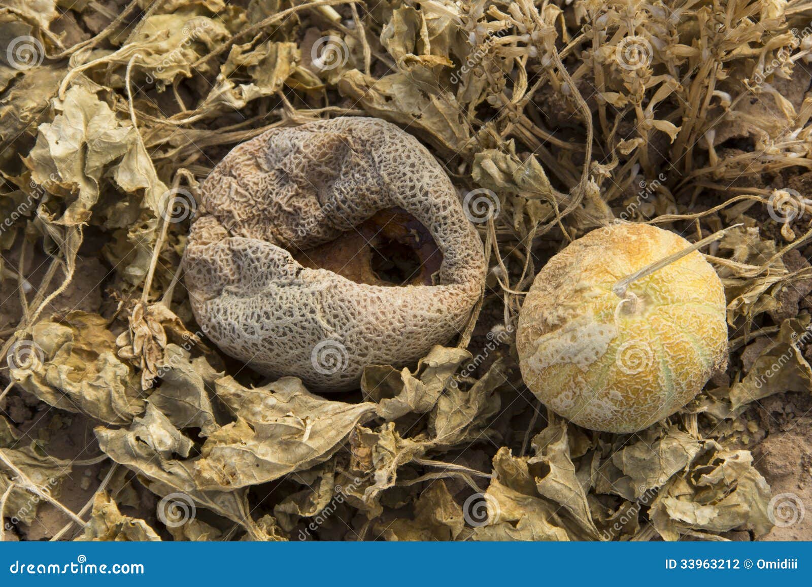 Rotten melon stock photo. Image of melon, yellow, rind - 33963212