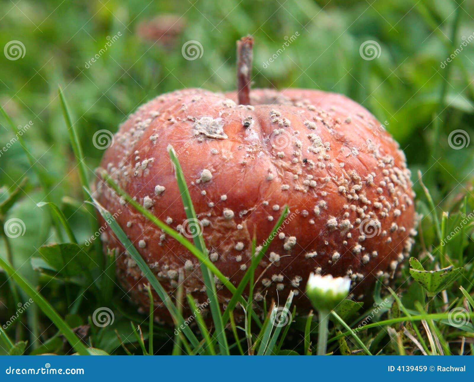 Rotten Moldy Apple in Grass Stock Image - Image of aging, rancid: 4139459