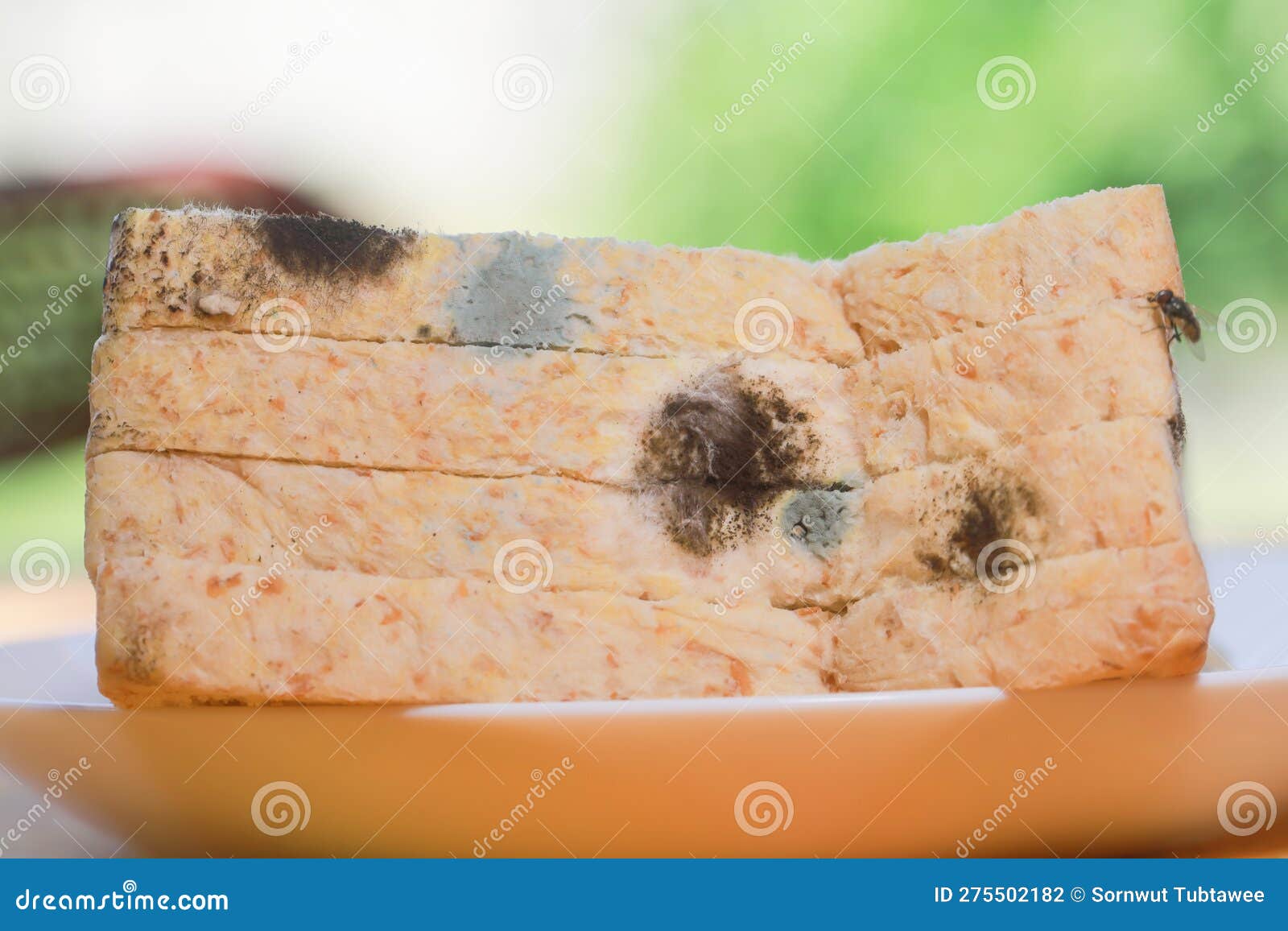 Rotten, Moldy Bread Should Not Be Eaten. Stock Photo - Image of insect ...