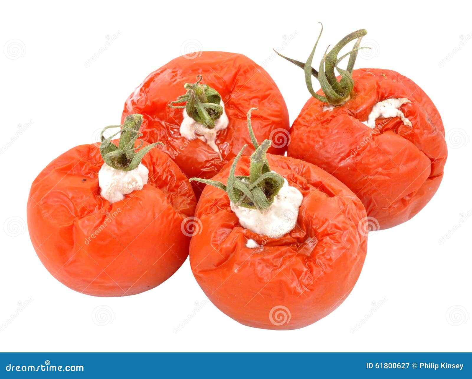 Rotten Mouldy Tomatoes stock image. Image of decay, wrinkles - 61800627