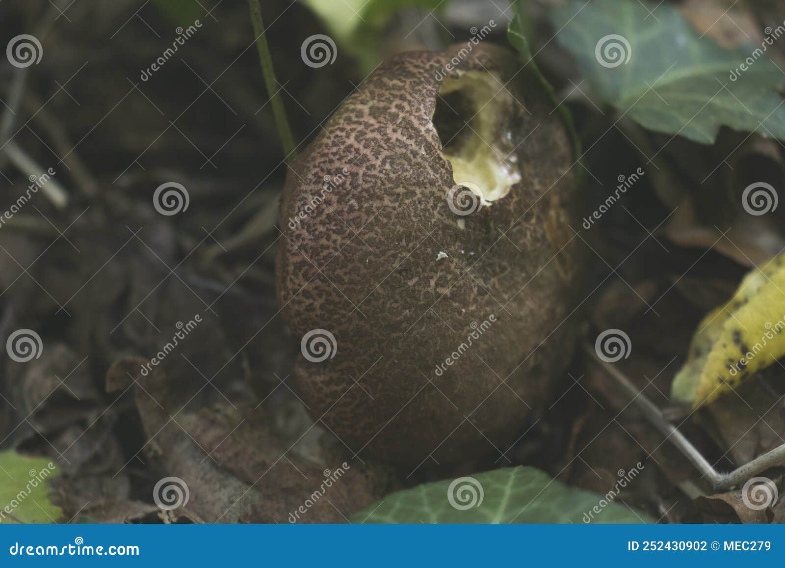 A Rotten Mushroom on a Field. Aging Process of a Mushroom Stock Photo ...