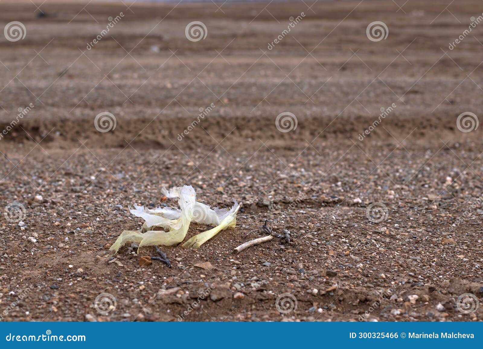 Rotten Nylon Plastic Bag is Decomposing on Beach, Earth Pollution ...
