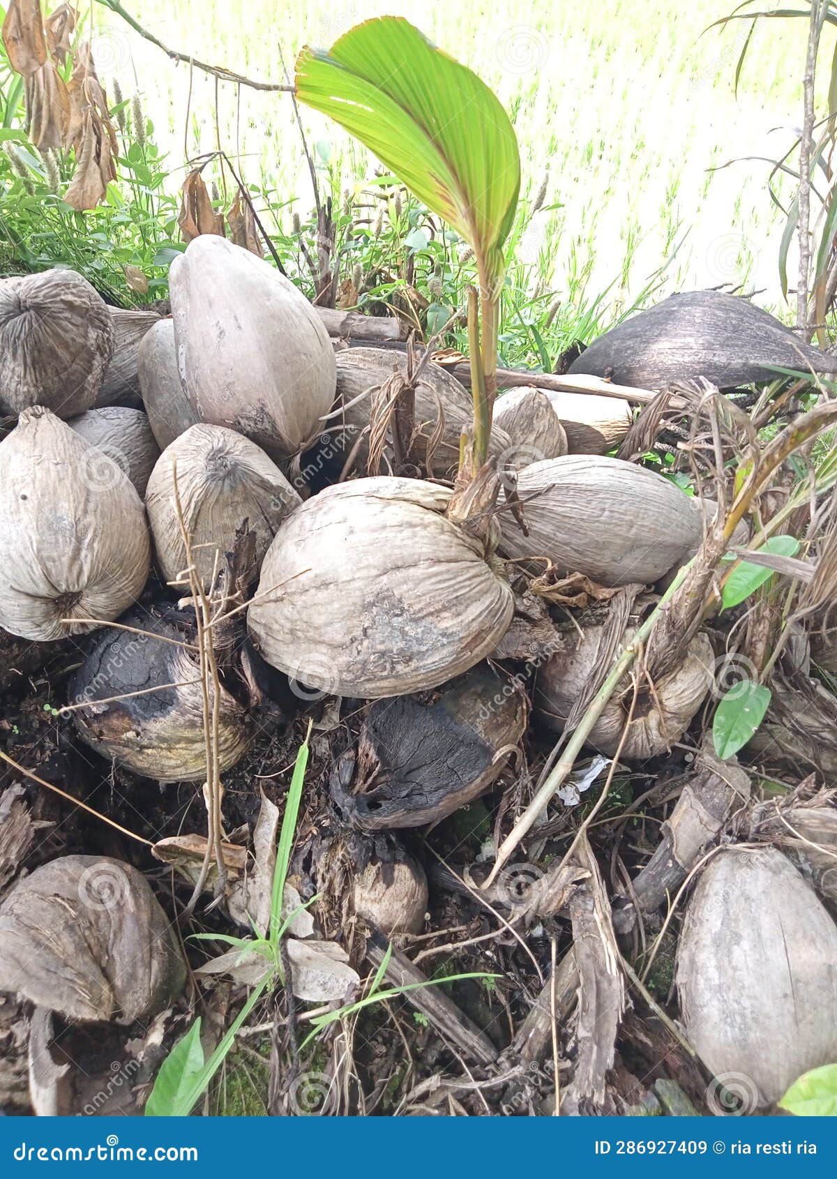 Rotten old coconut stock image. Image of green, view - 286927409