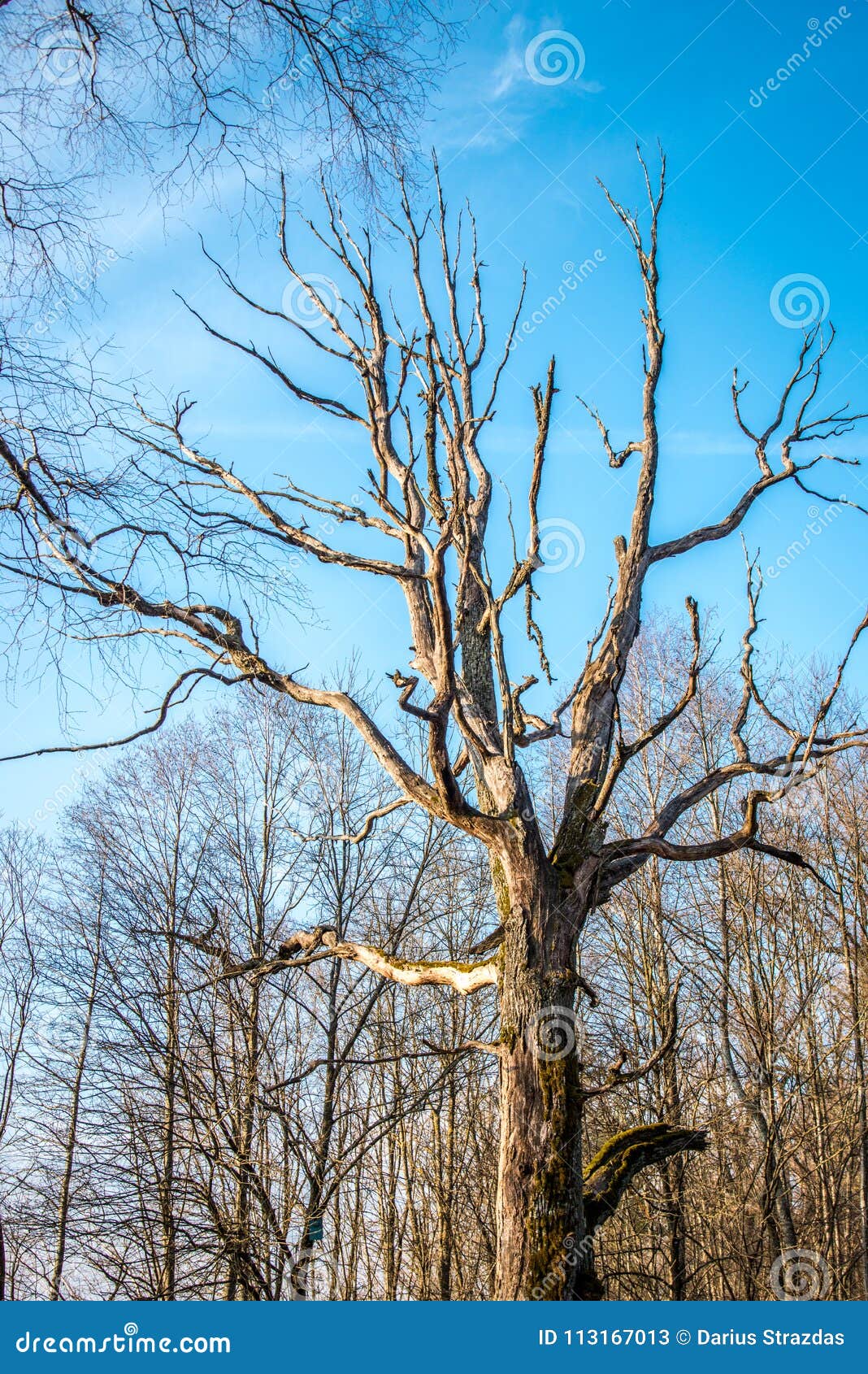 Rotten old tree stock image. Image of bare, wildlife - 113167013