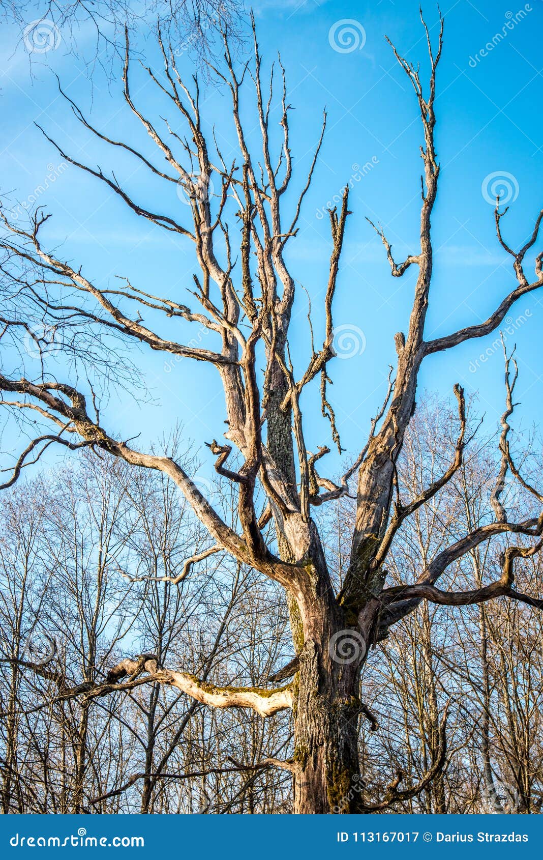 Rotten old tree stock image. Image of branch, forest - 113167017