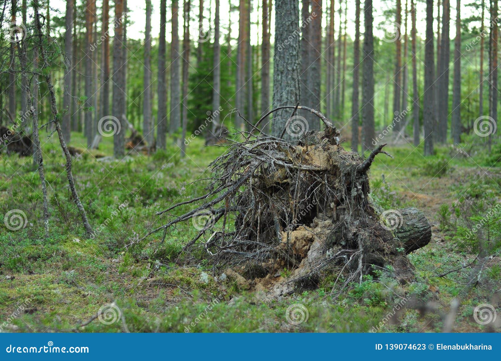 Rotten Old Tree Stump in a Pine Forest Canopy Stock Image - Image of ...