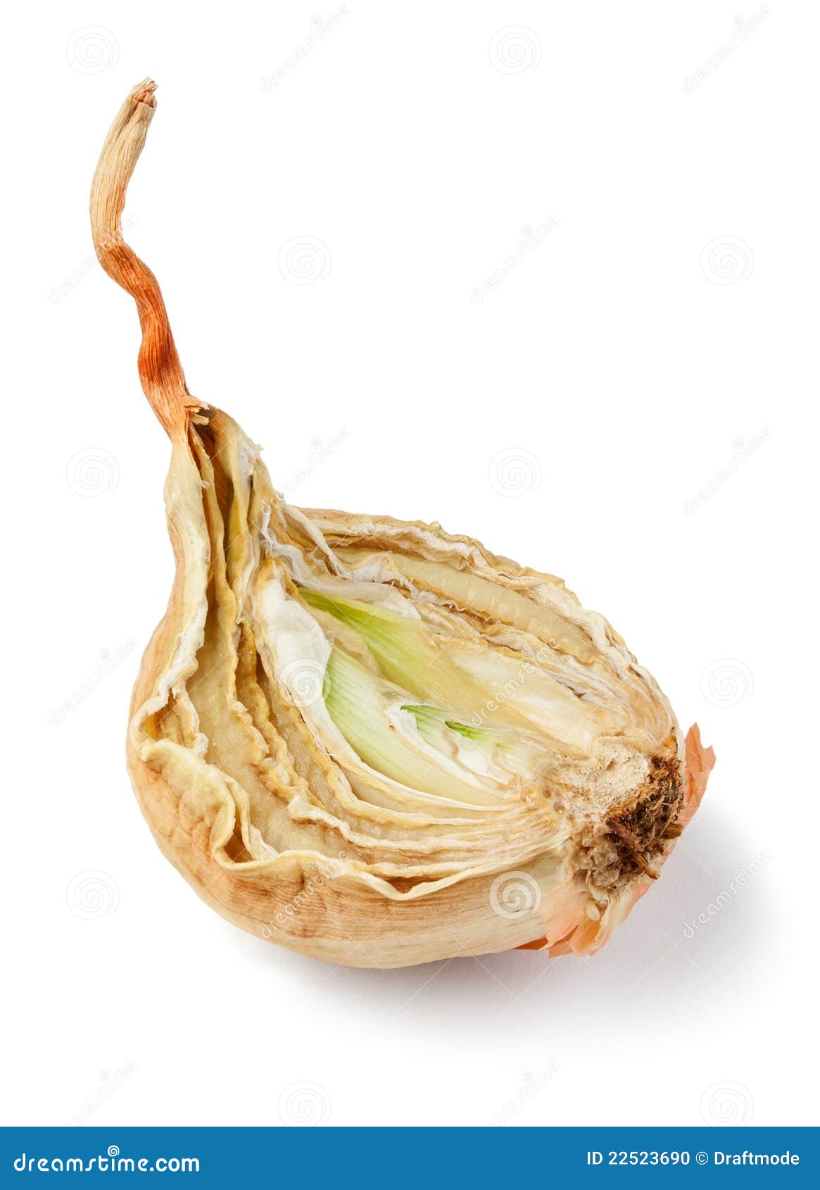 Rotten Onion Isolated Stock Photography | CartoonDealer.com #88019258