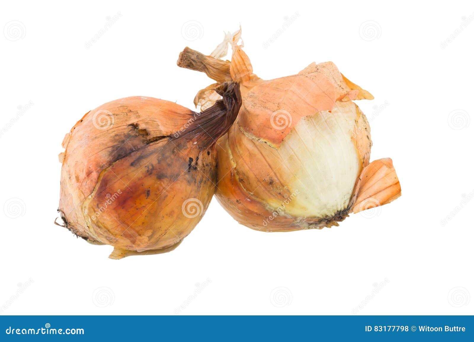 Rotten onion isolated stock photo. Image of inedible - 83177798