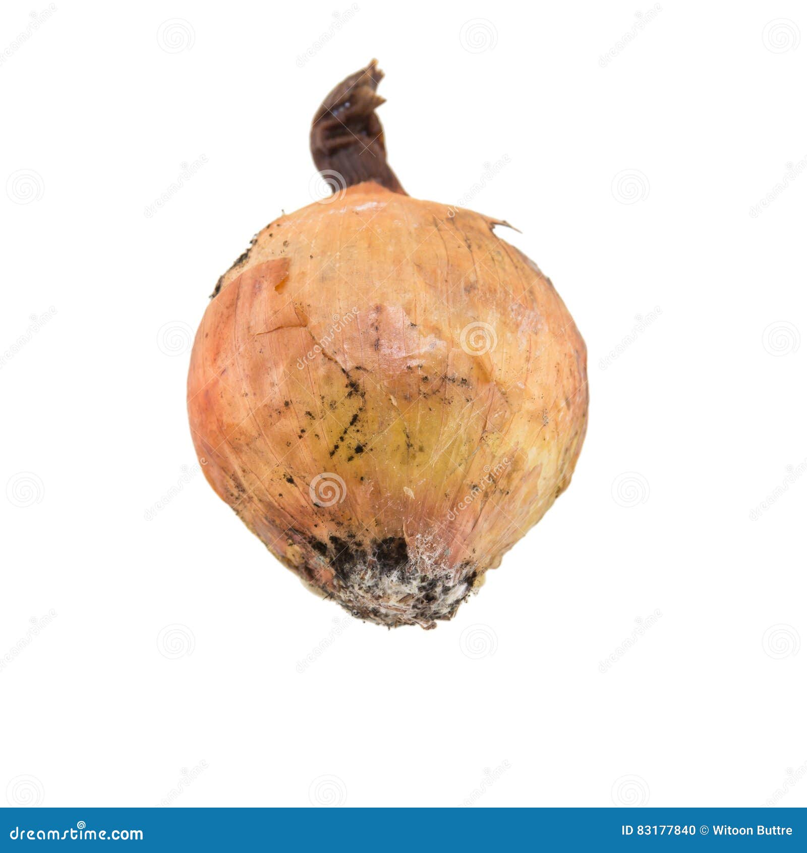 Rotten Onion Tuber, Post Harvest Disease Royalty-Free Stock Photography ...