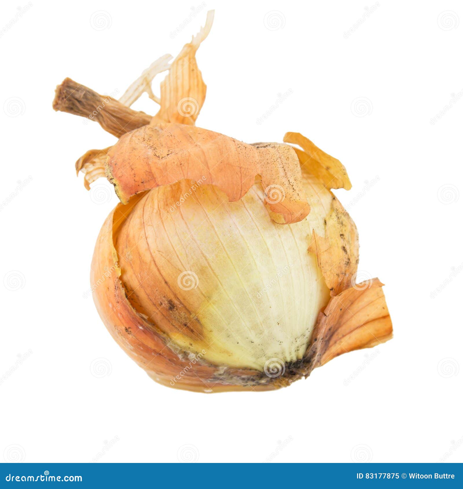 Rotten Onion Tuber, Post Harvest Disease Royalty-Free Stock Photography ...