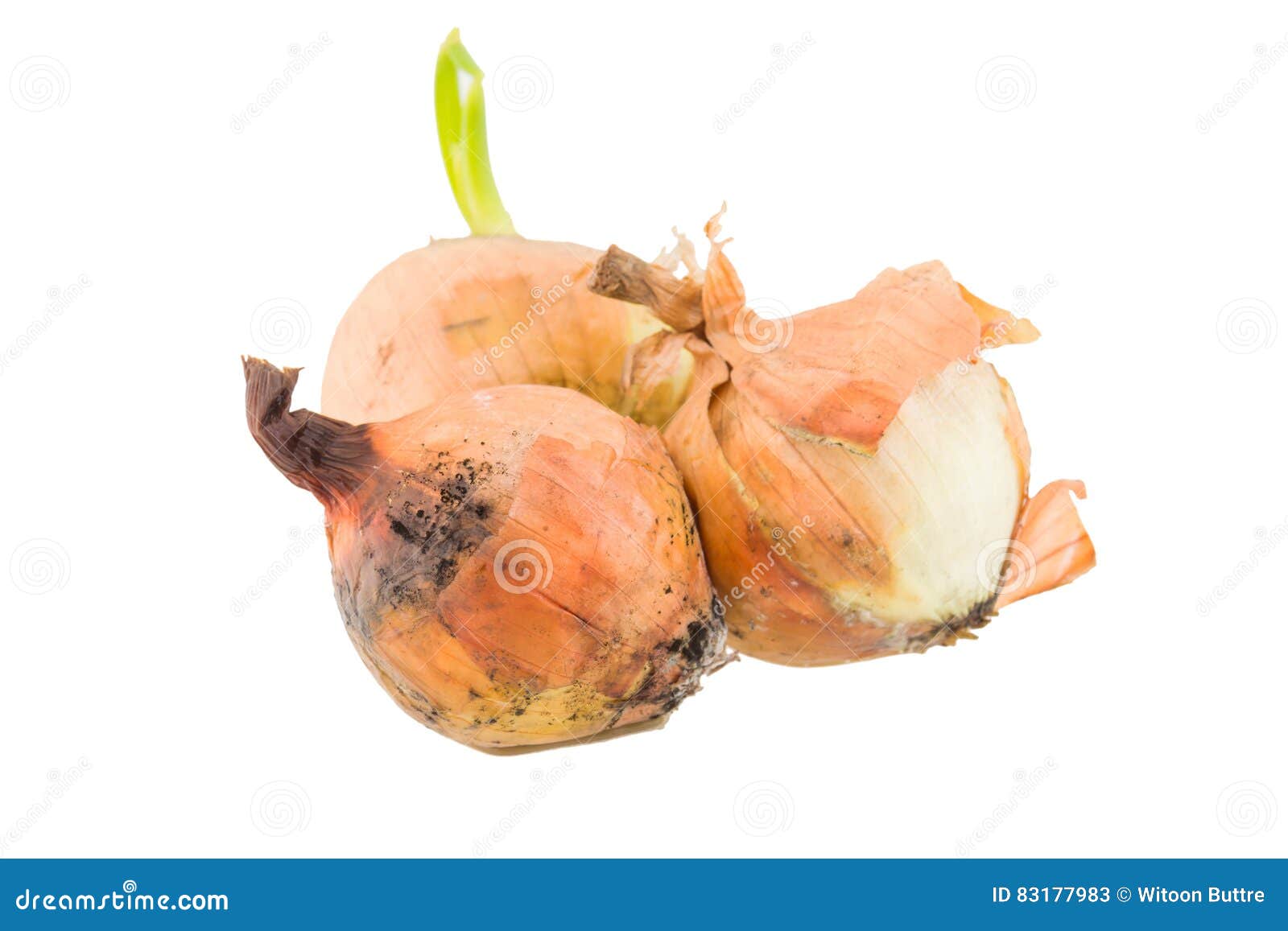 Rotten Onion Tuber, Post Harvest Disease Royalty-Free Stock Photography ...