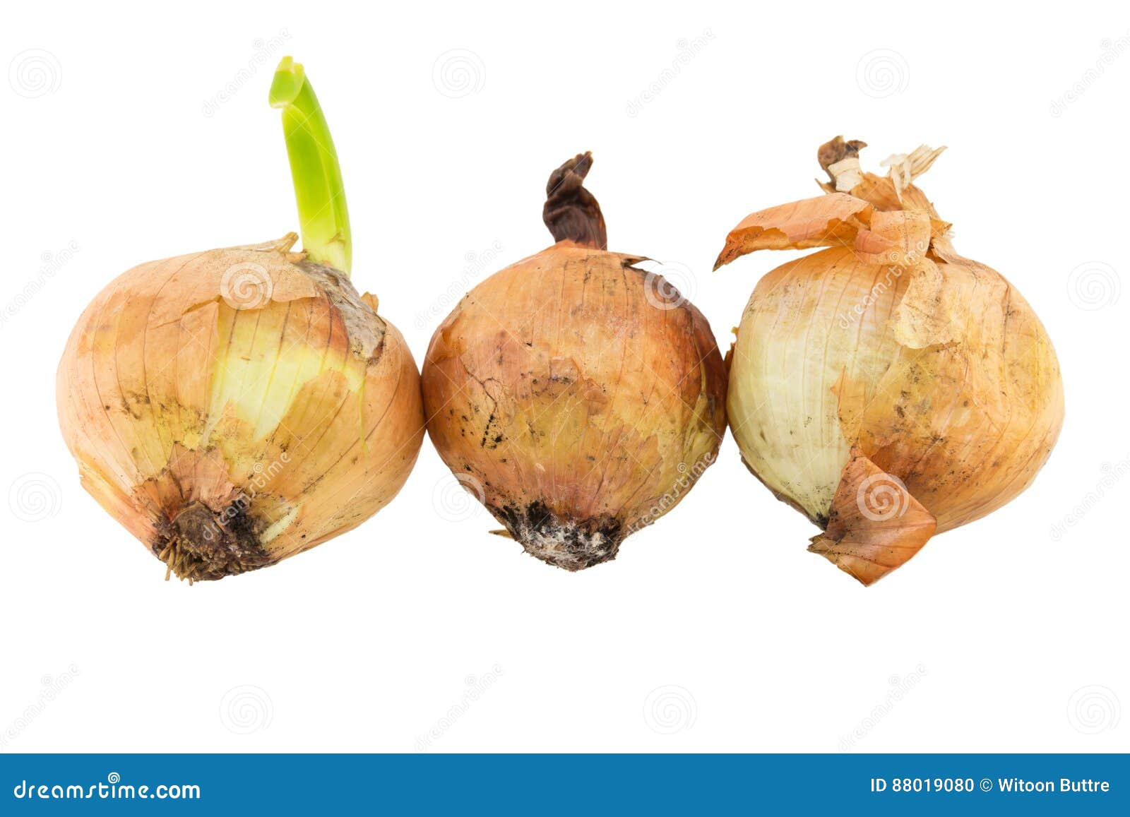 Rotten Onion Isolated Stock Photography | CartoonDealer.com #88019258