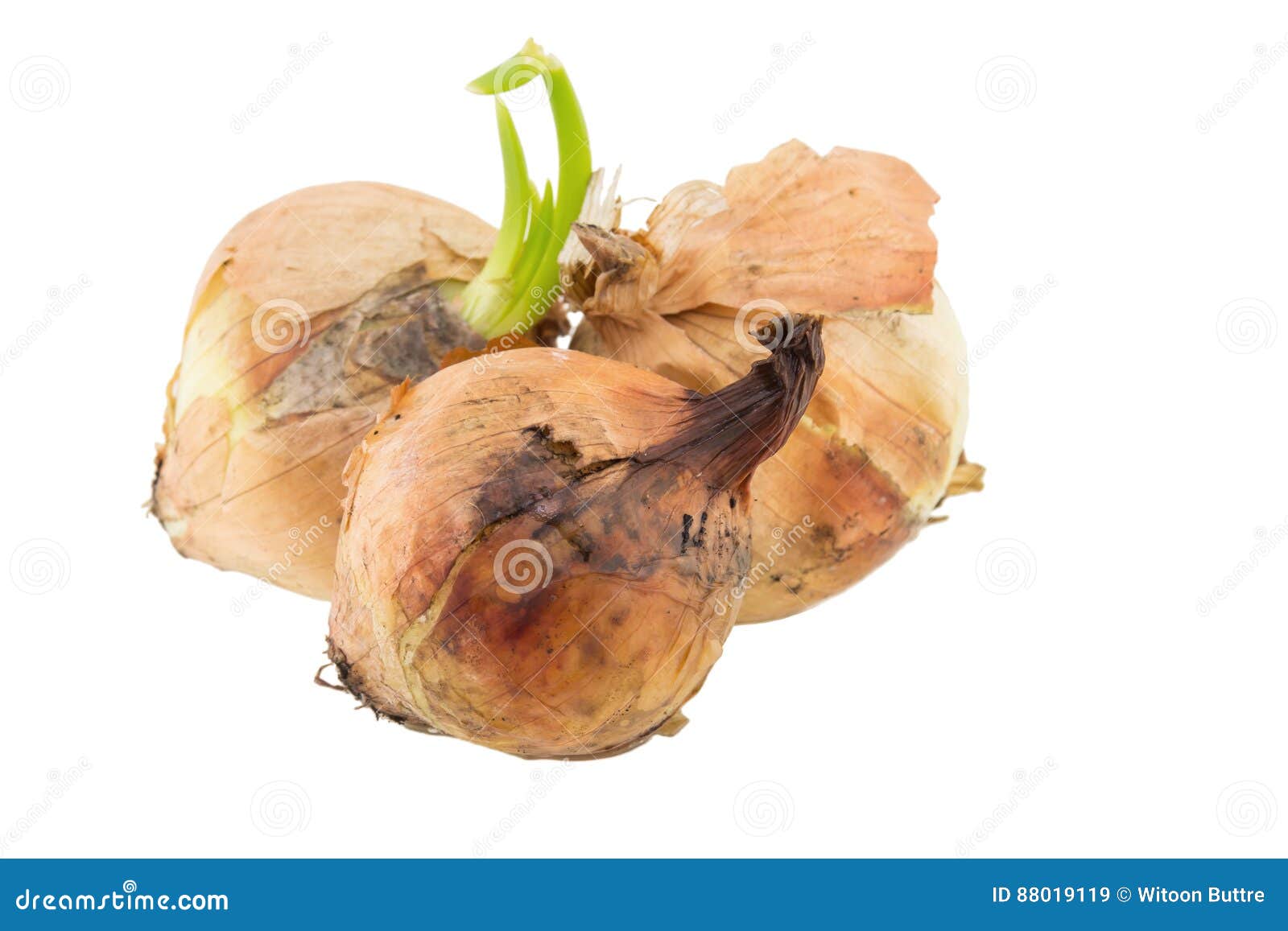 Rotten onion isolated stock image. Image of unhealthy - 88019119