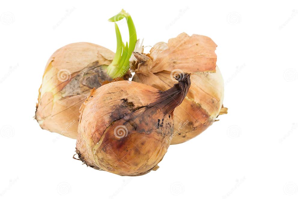 Rotten onion isolated stock image. Image of unhealthy - 88019119