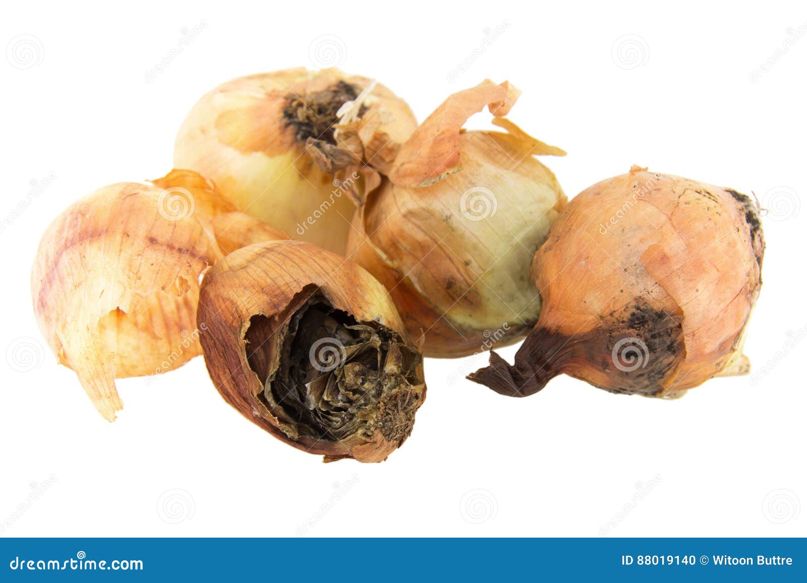 Rotten Onion Tuber, Post Harvest Disease Royalty-Free Stock Photography ...