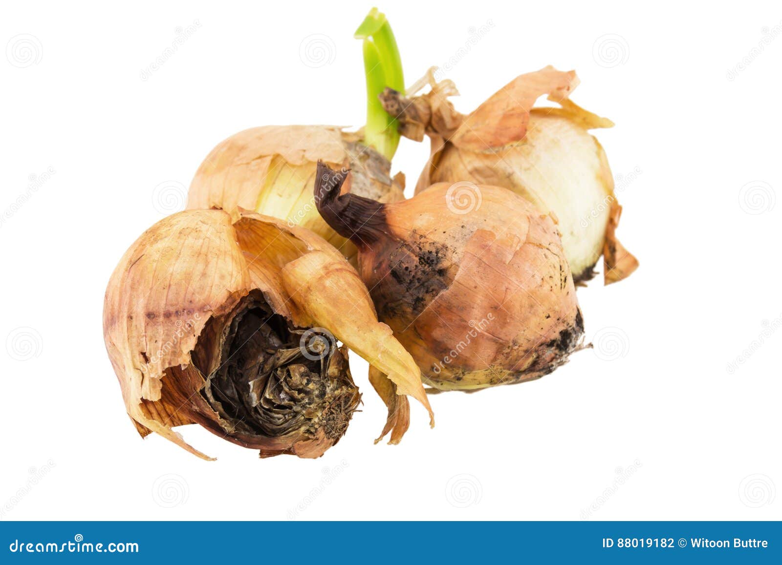Rotten Onion Tuber, Post Harvest Disease Royalty-Free Stock Photography ...