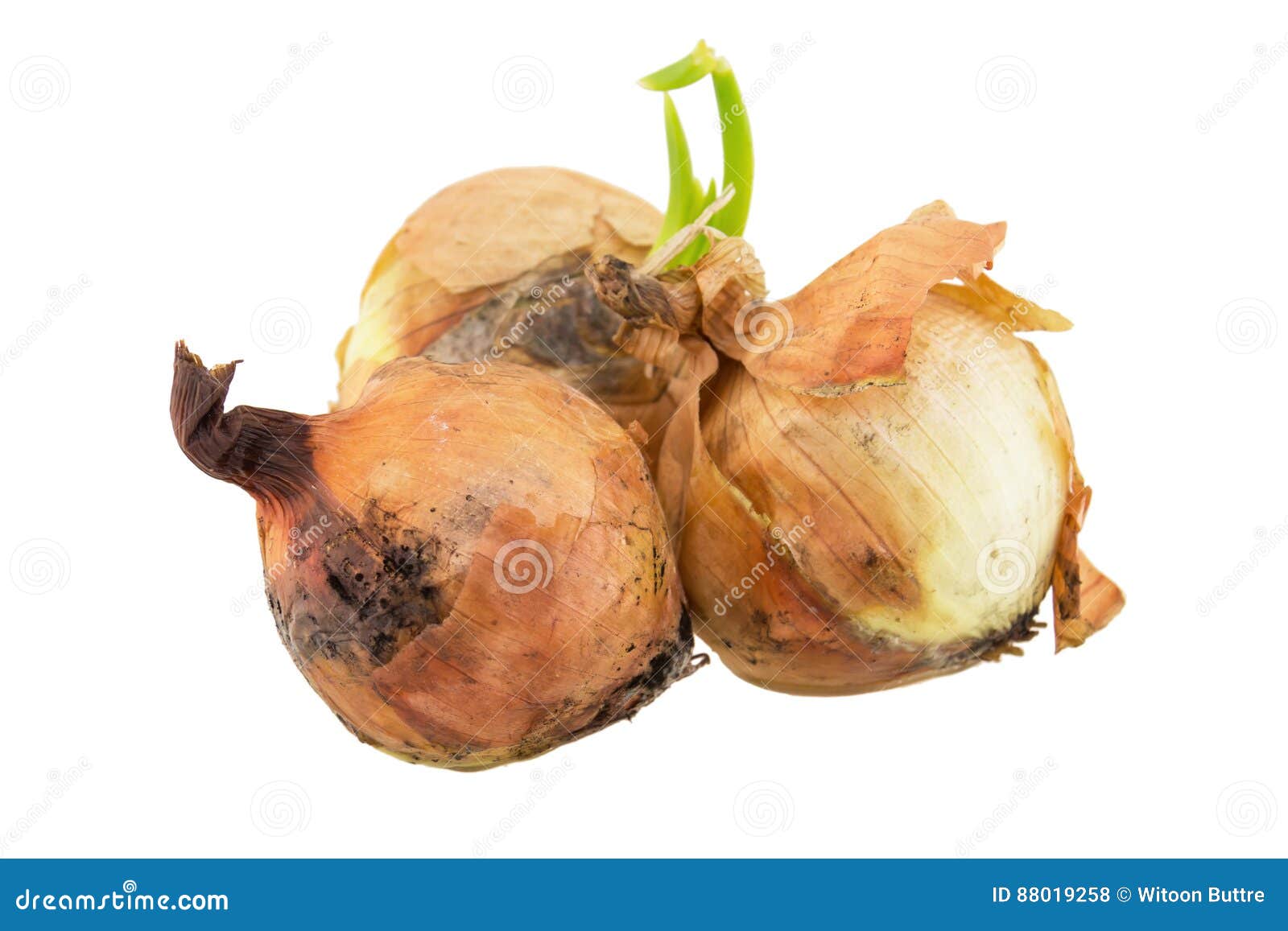 Rotten Onion Isolated Stock Photography | CartoonDealer.com #88019258