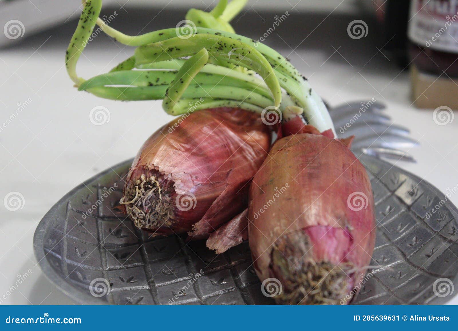 Rotten onions stock image. Image of vegetables, organic - 285639631