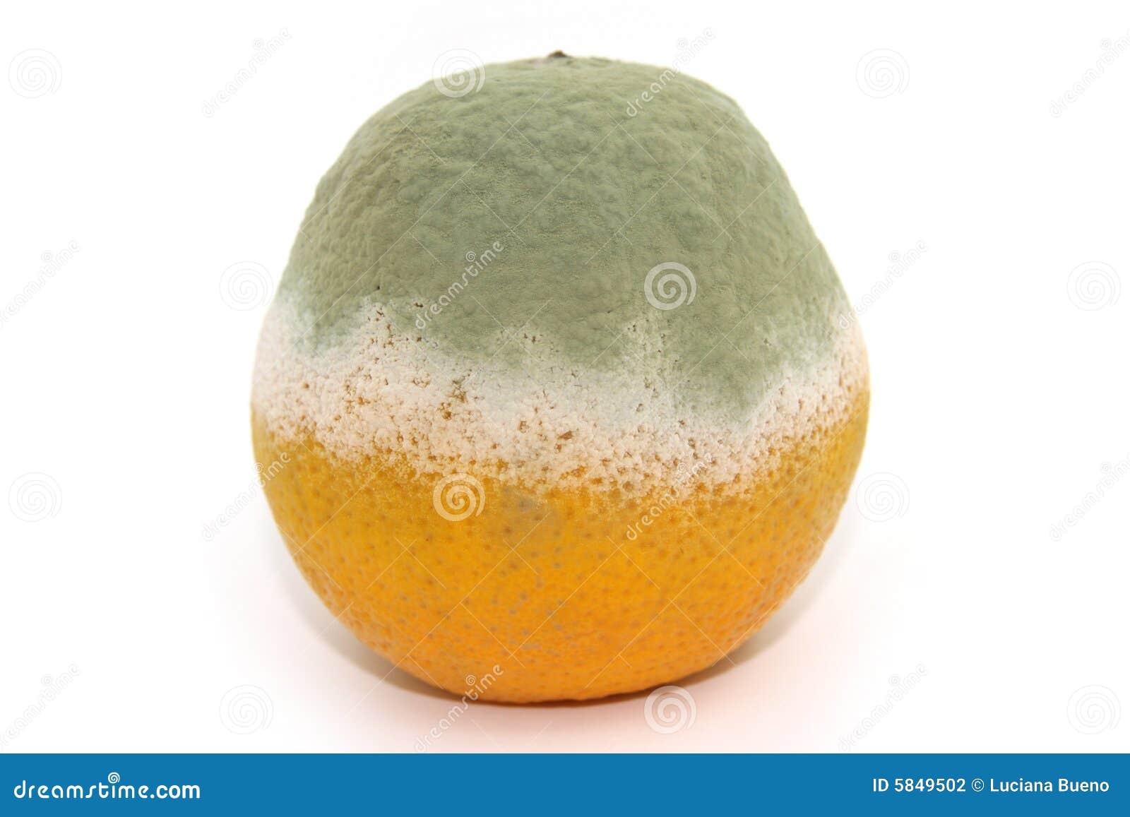 Rotten Orange Fruit Isolated On White Background - Unhealthy Food For ...