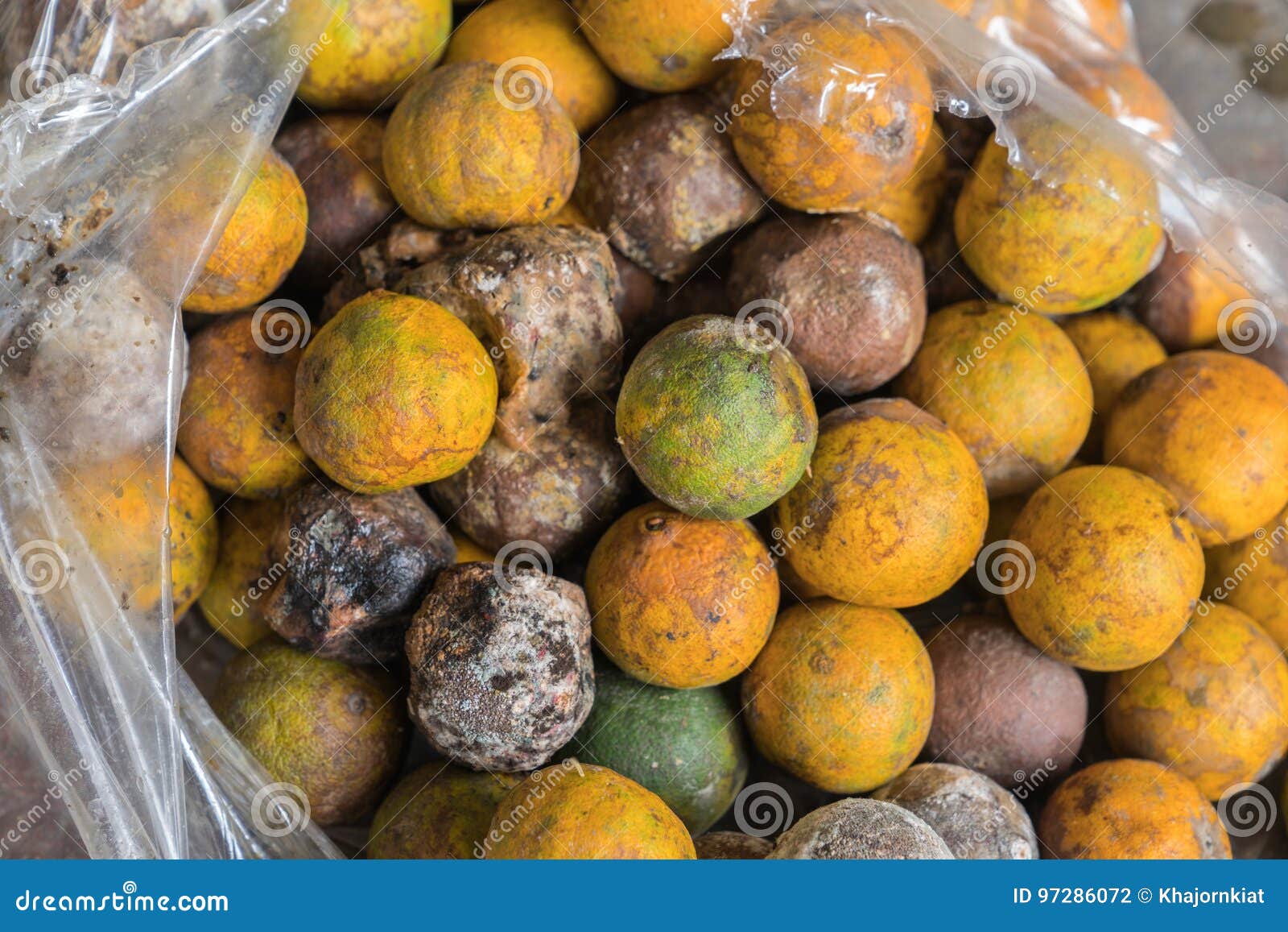 Rotten orange stock photo. Image of dirty, natural, orange - 97286072