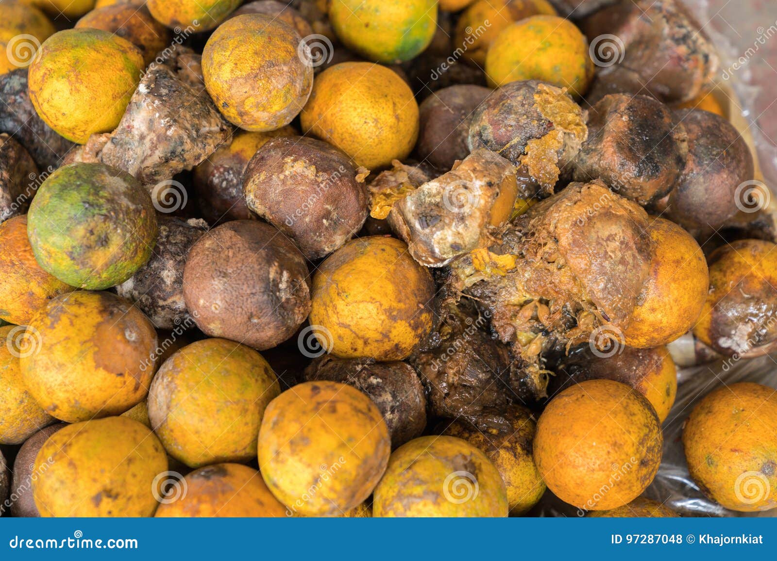 Rotten orange stock photo. Image of unhealthy, oranges - 97287048