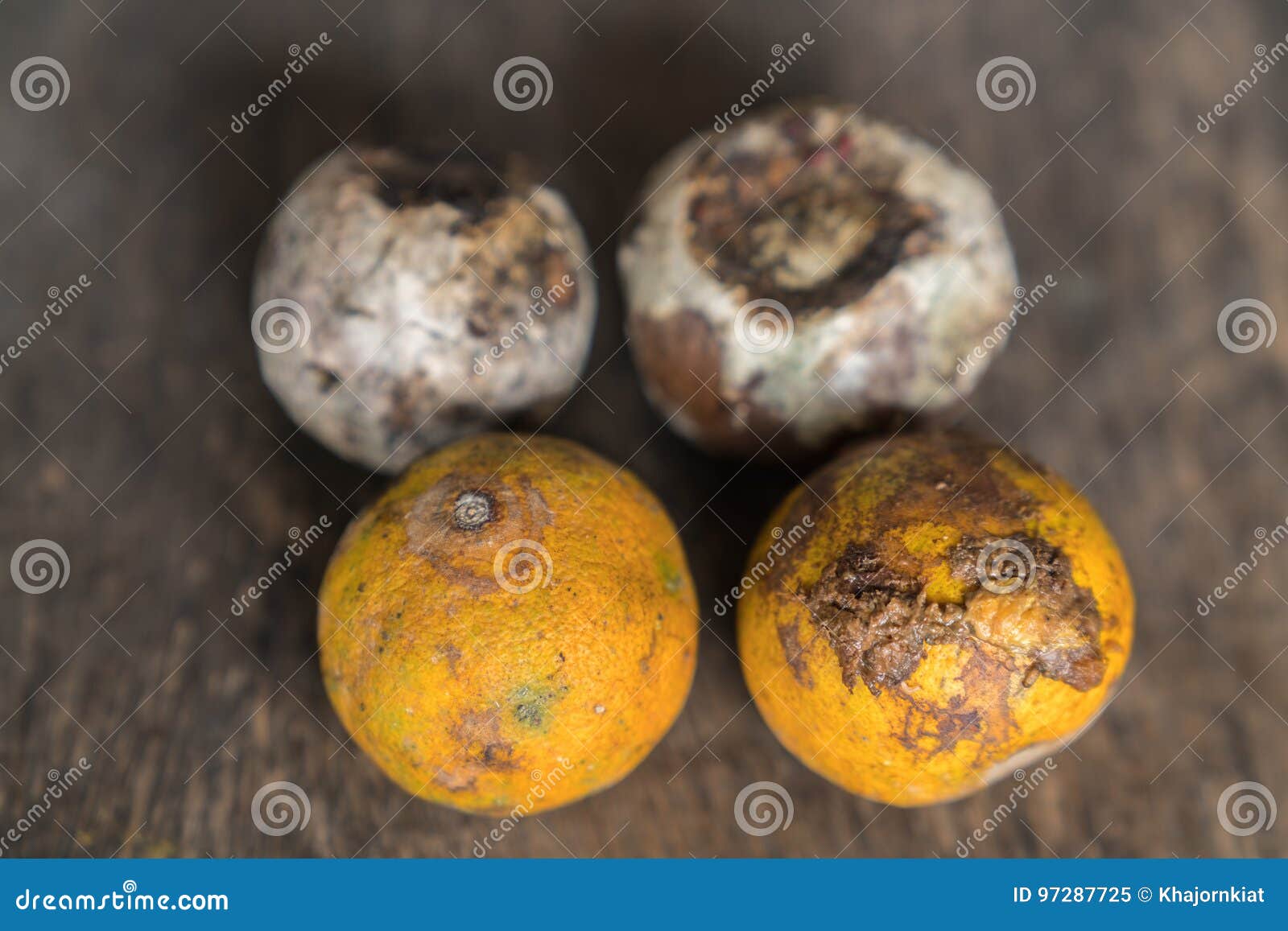 Rotten orange stock image. Image of mold, decay, contaminate - 97287725