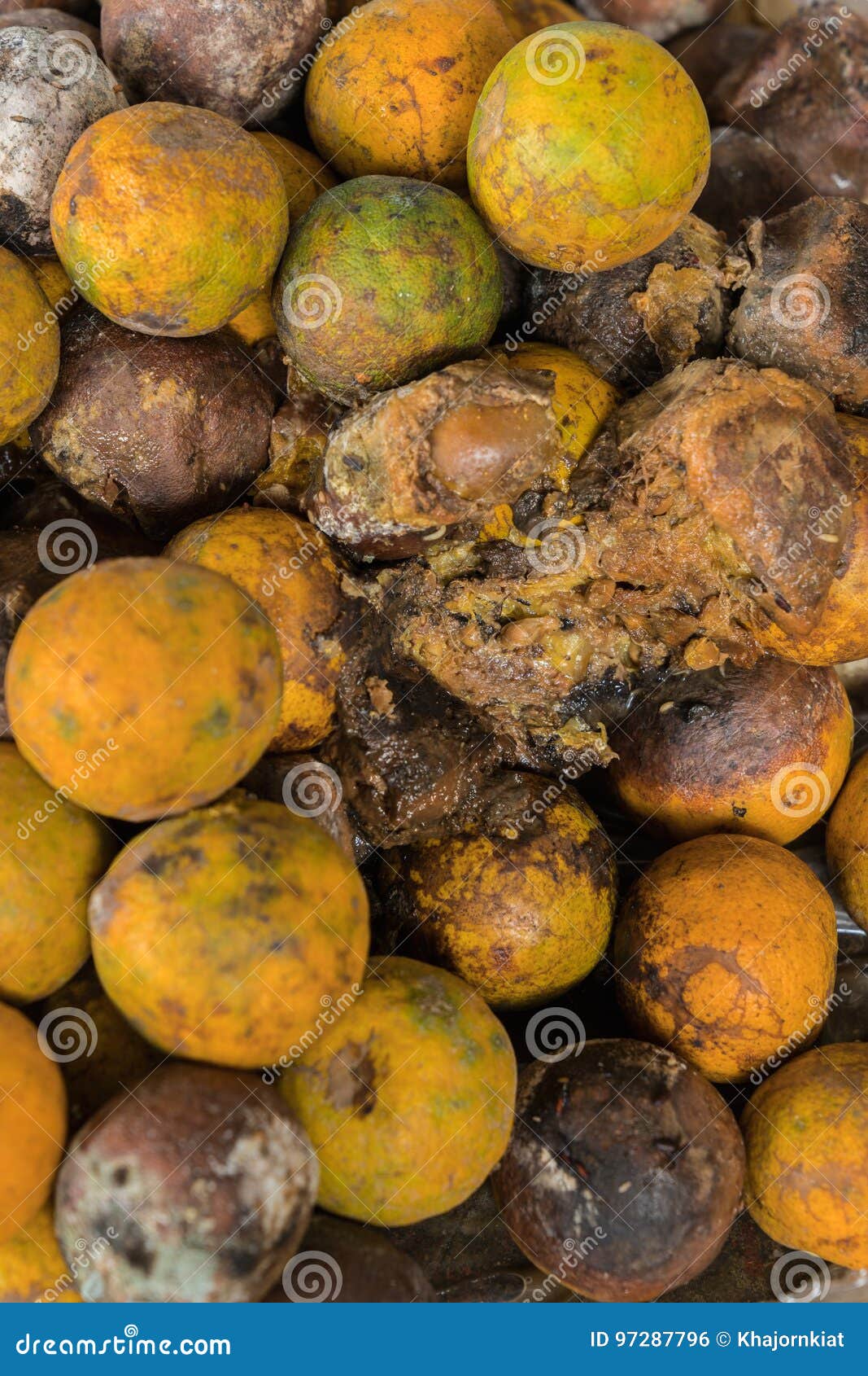 Rotten orange stock photo. Image of ripe, citrus, meals - 97287796
