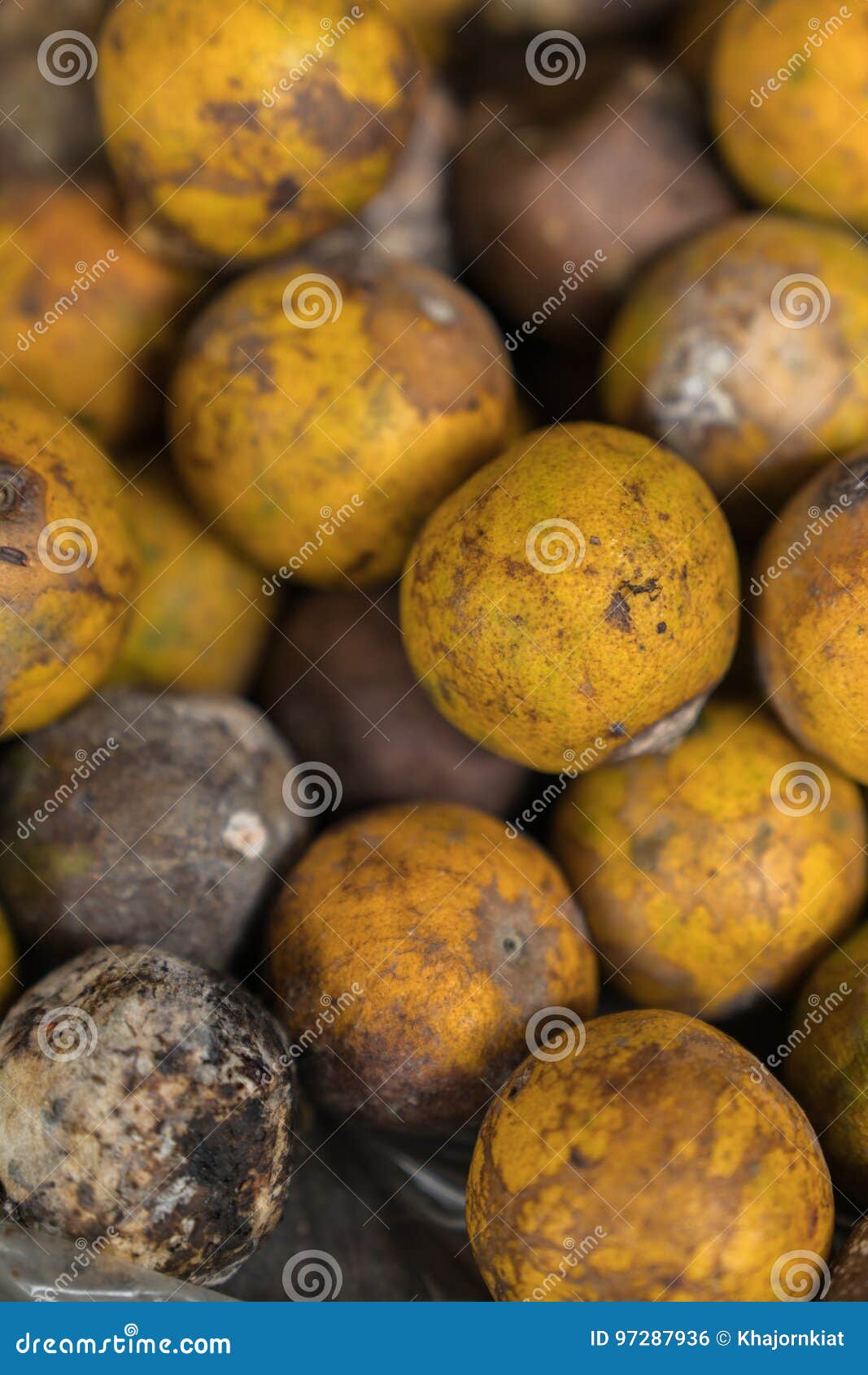 Rotten orange stock photo. Image of decomposed, ripe - 97287936