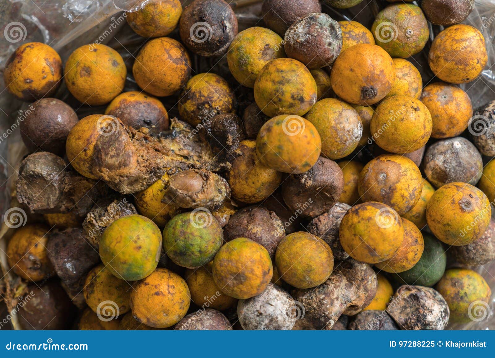 Rotten orange stock image. Image of unhealthy, tropical - 97288225