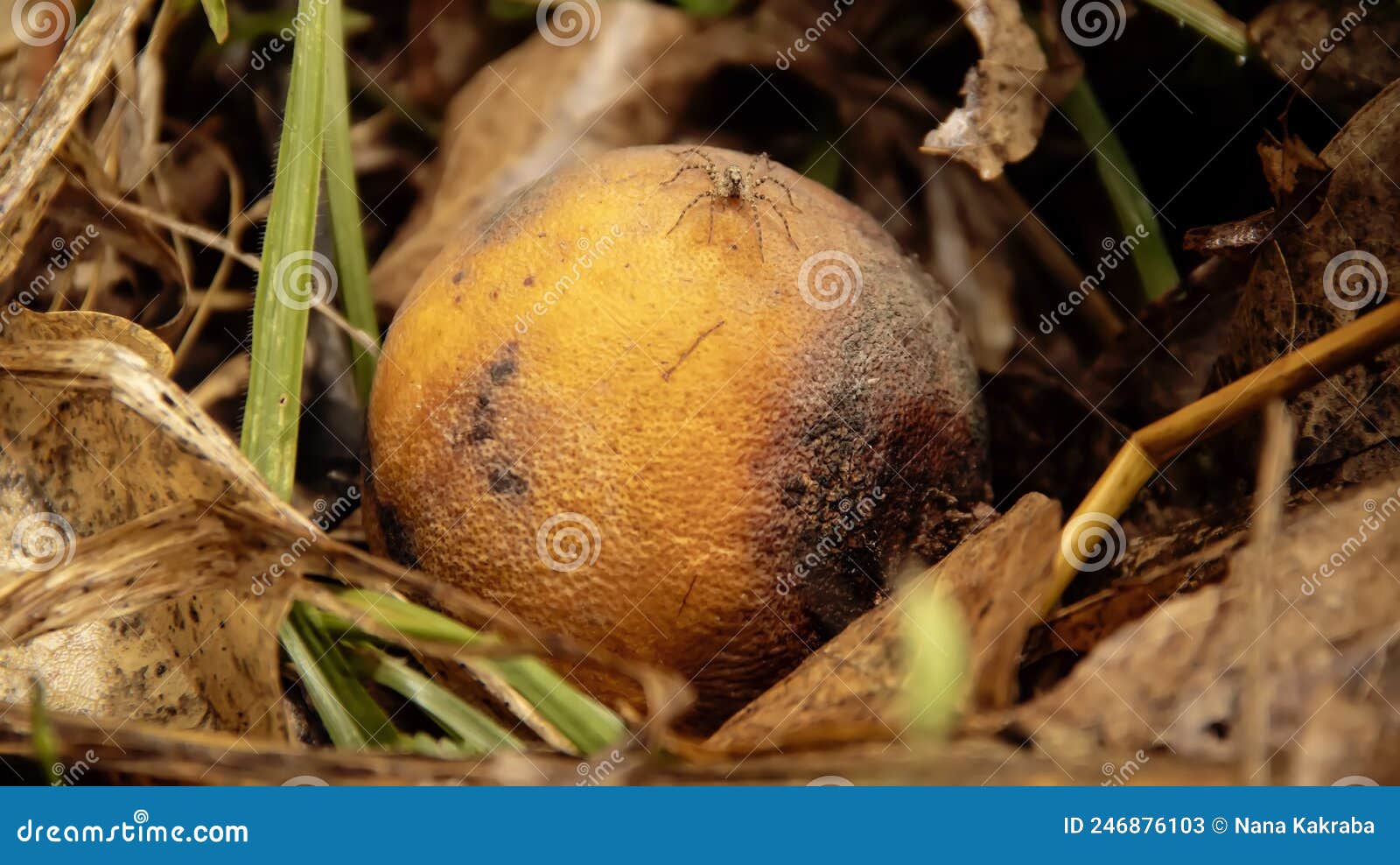Rotten Orange Fruit Decaying in the Bush with Fungus Infections Stock ...