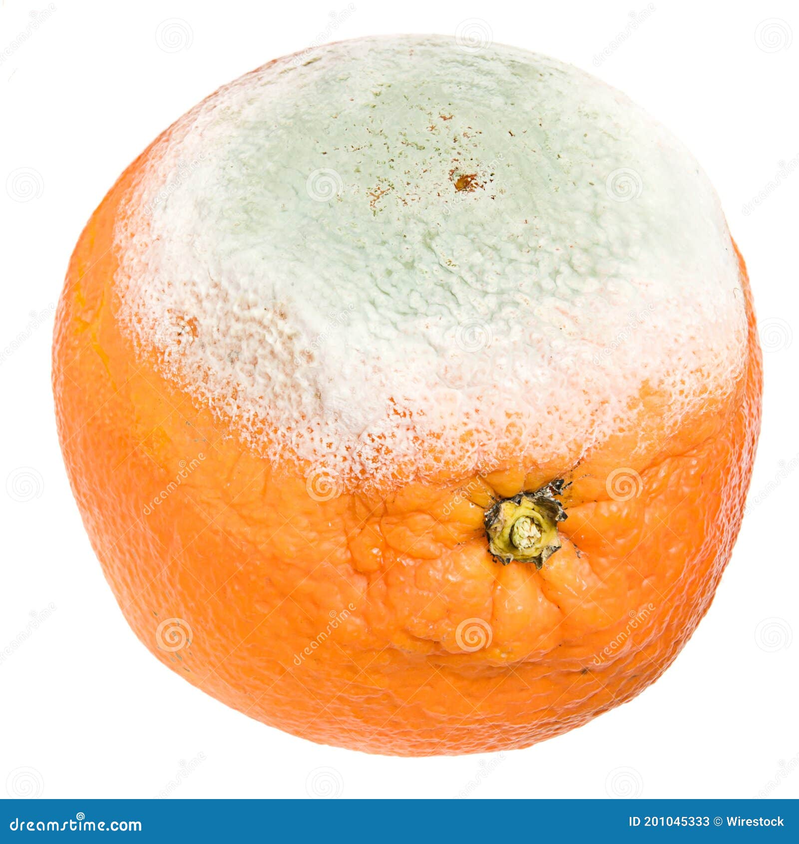 Rotten Orange Isolated on White Background Stock Image - Image of ...