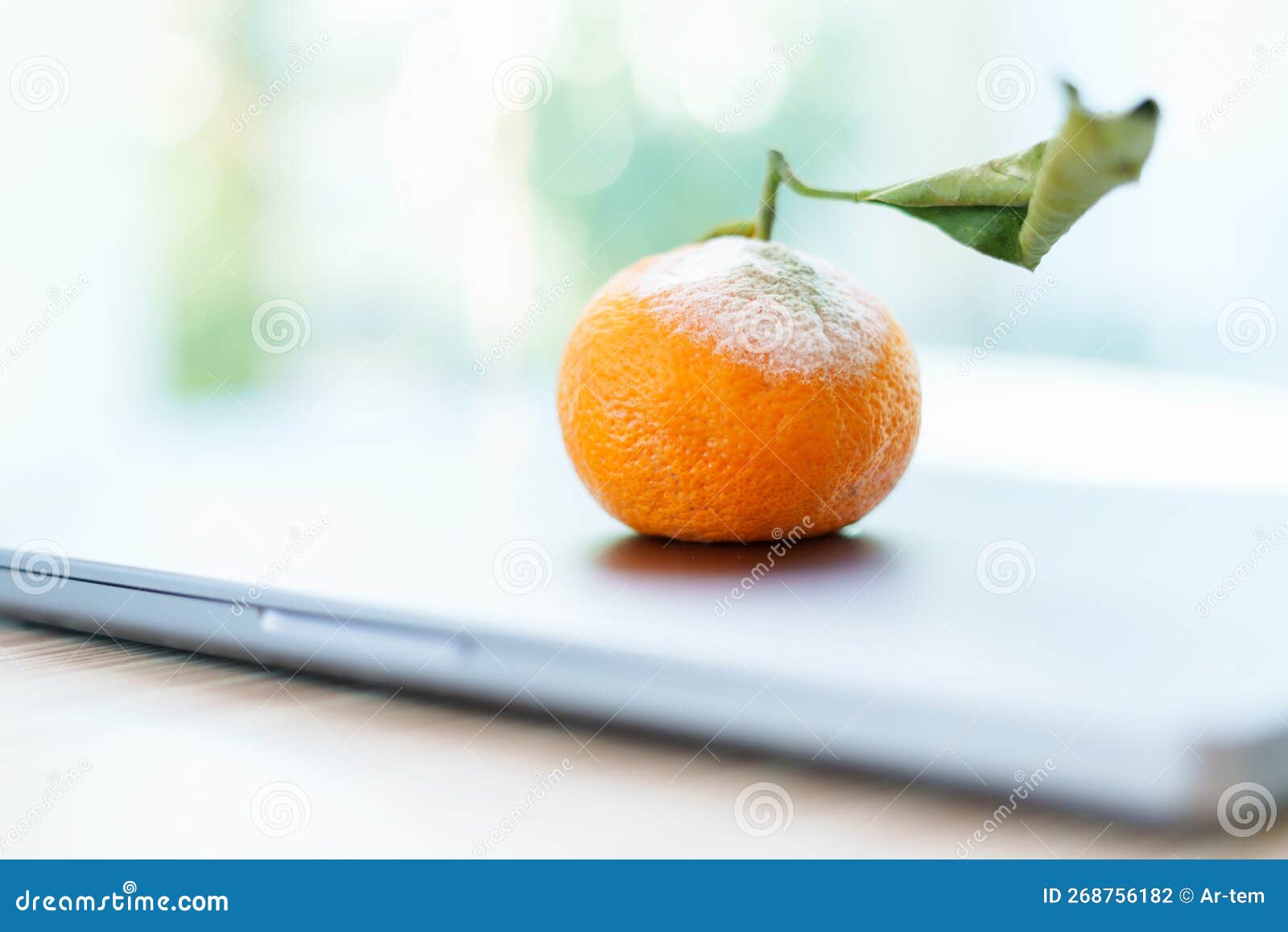 Rotten Orange with Mold on a Closed Laptop Stock Photo - Image of gray ...