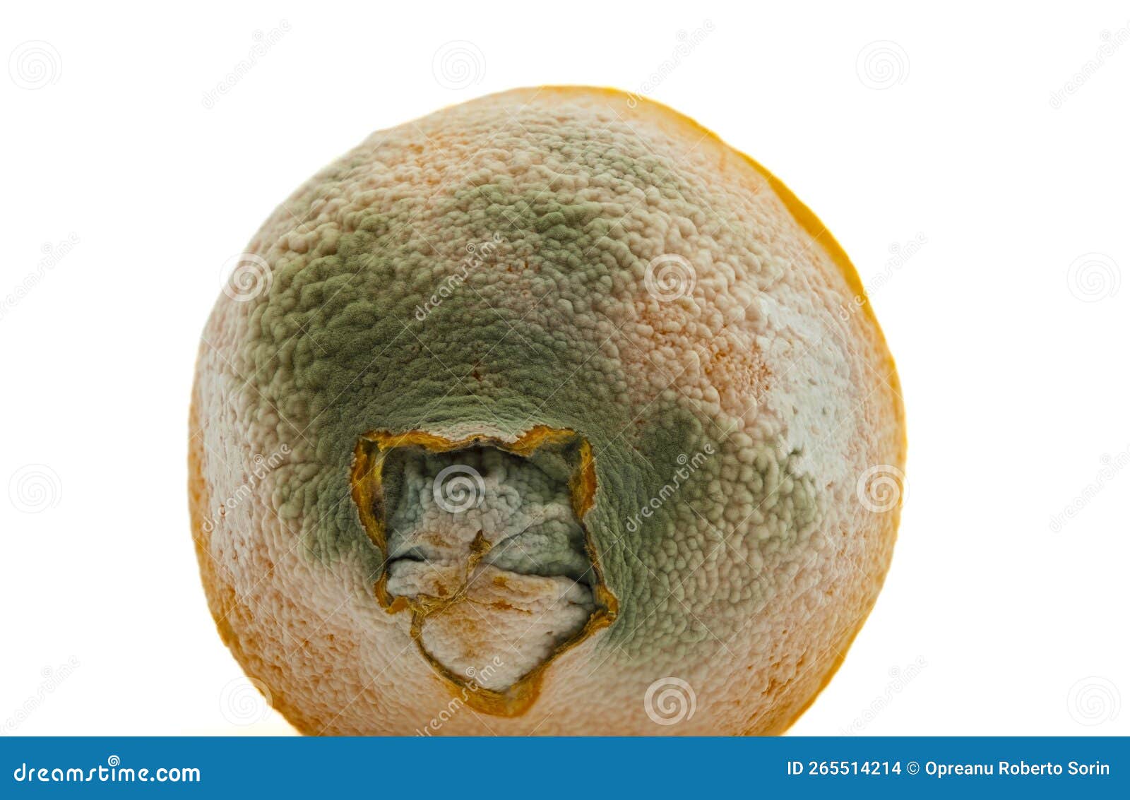 Rotten Orange with Mold on it Stock Photo - Image of orange, mildew ...