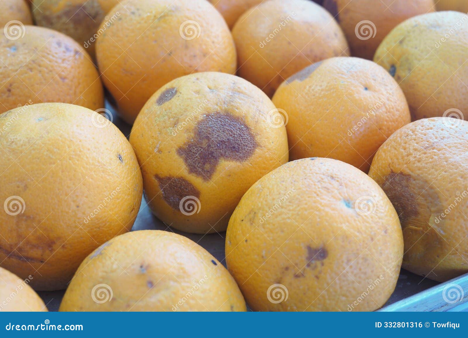 Rotten Orange. Moldy Orange on Table Stock Photo - Image of mildew ...
