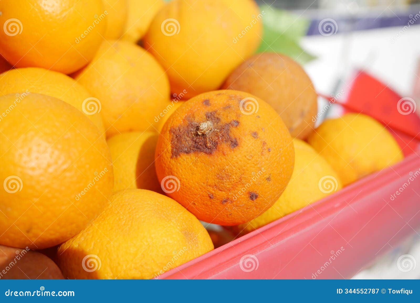 Rotten Orange. Moldy Orange on Table Stock Image - Image of consumerism ...