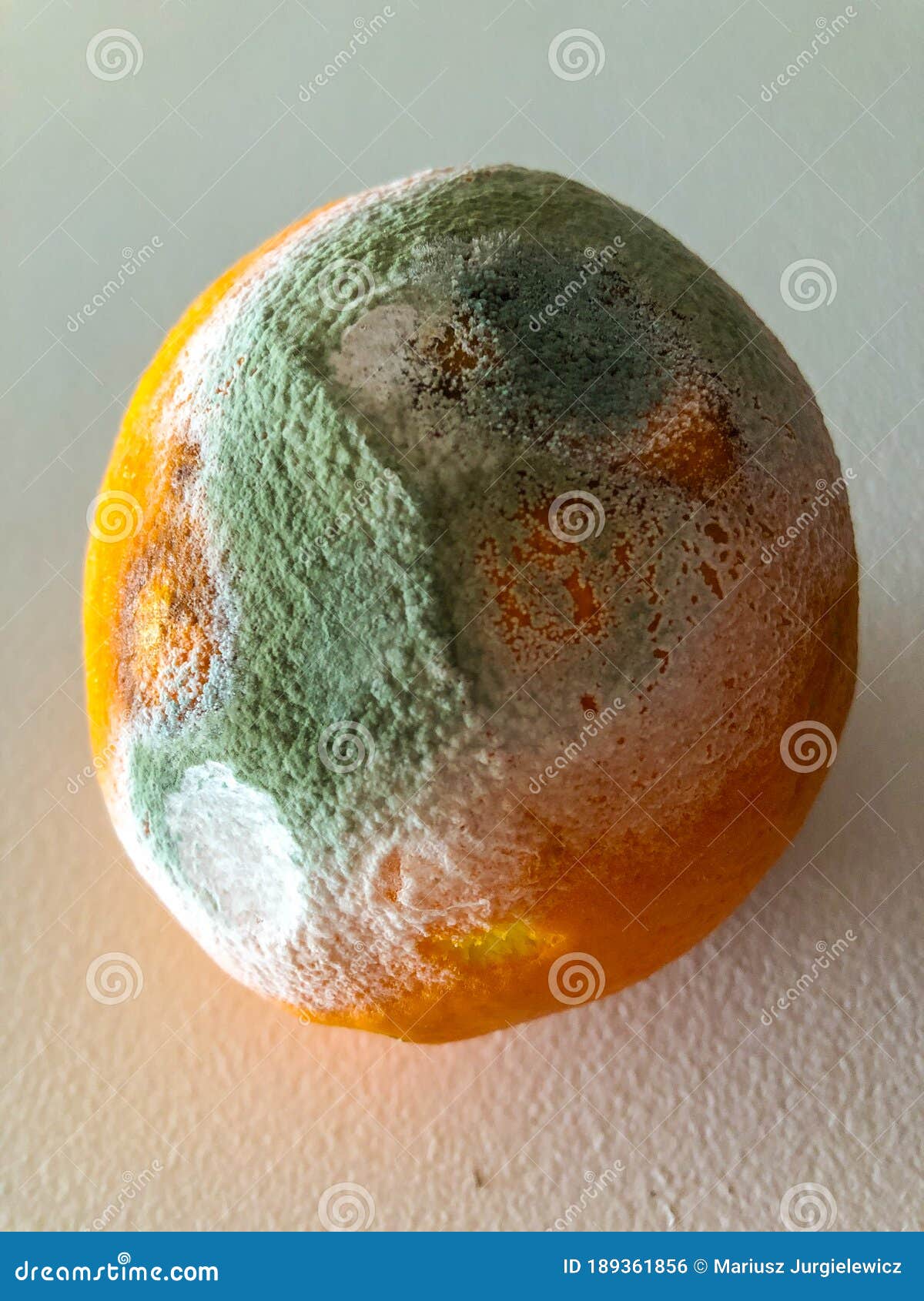 Rotten Orange stock photo. Image of produce, food, green - 189361856