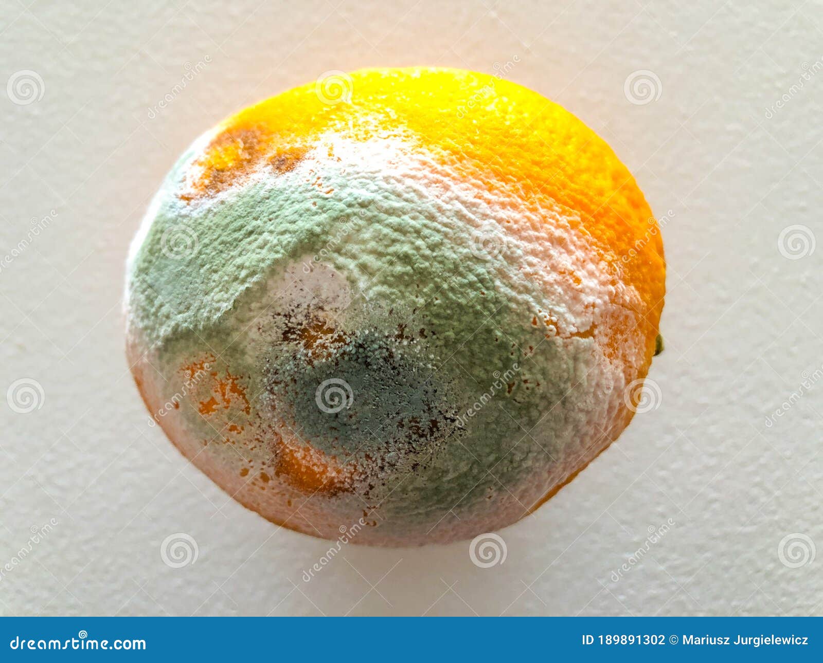 Rotten Orange stock photo. Image of decompose, organic - 189891302