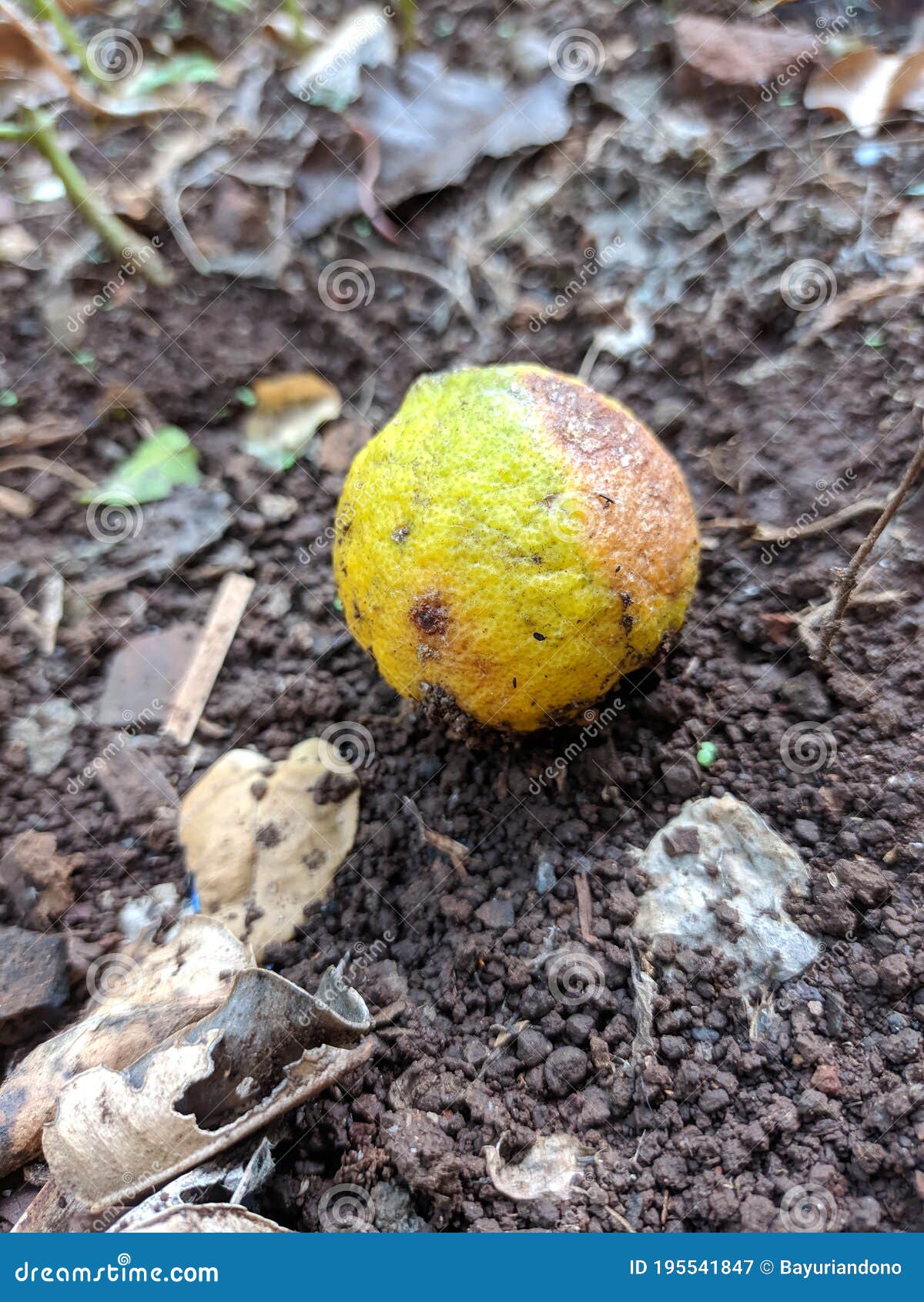 Rotten Oranges Falling from Trees Stock Image - Image of bright ...