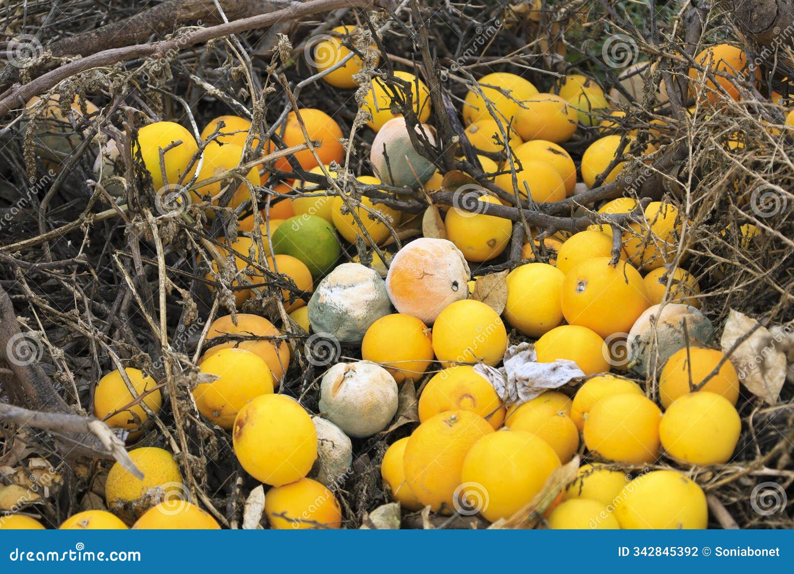 Rotten Oranges Lying on the Ground Stock Photo - Image of fruit ...