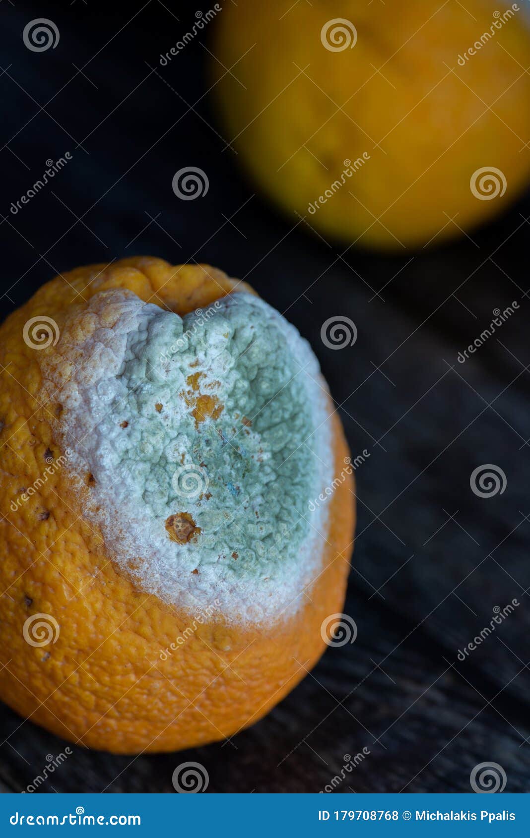 Rotten Oranges, Mouldy Orange on a Black Background Stock Photo - Image ...