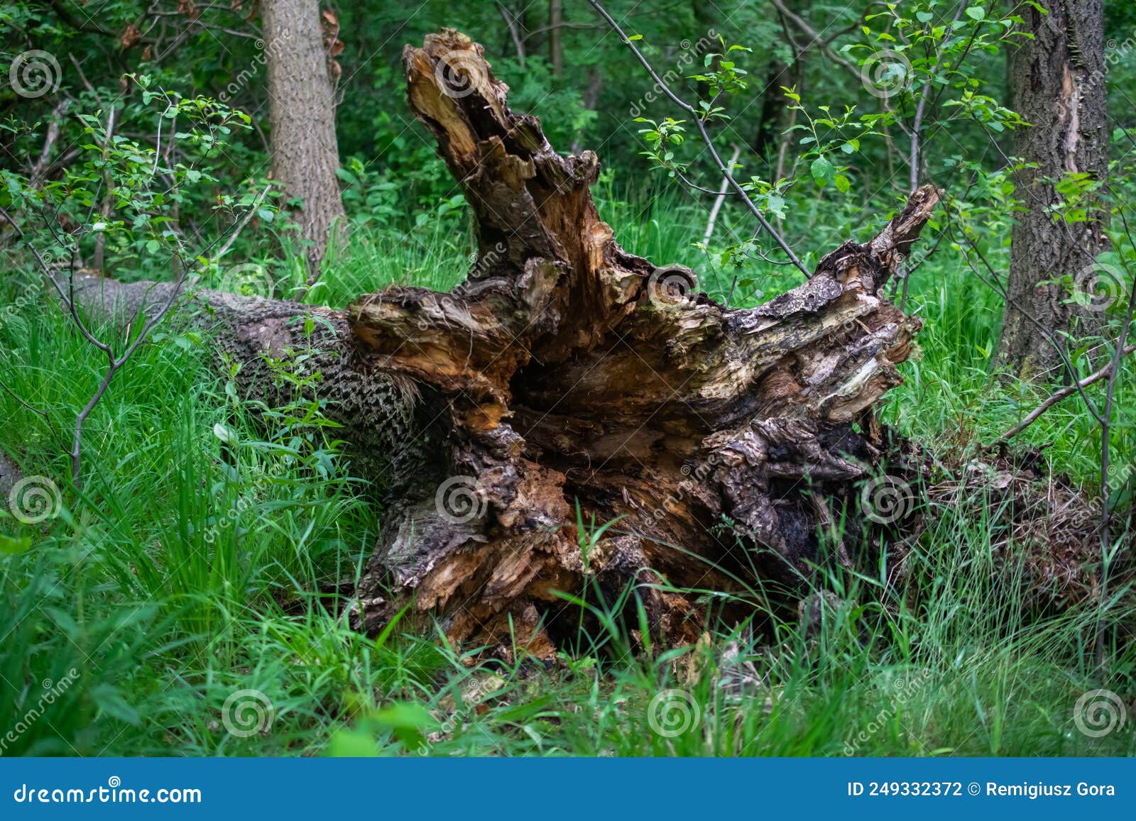 A Rotten Overturned Tree Stump in the Forest Stock Photo - Image of ...