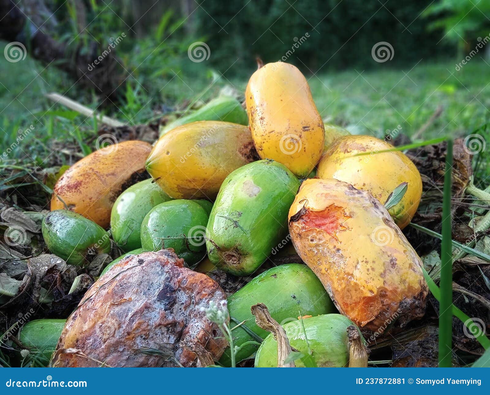Rotten Papaya in the Garden Stock Image - Image of autumn, produce ...