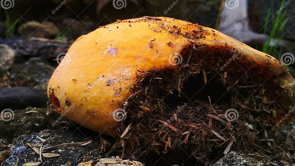Rotten Papaya in the Ground Stock Photo - Image of food, tree: 185265686