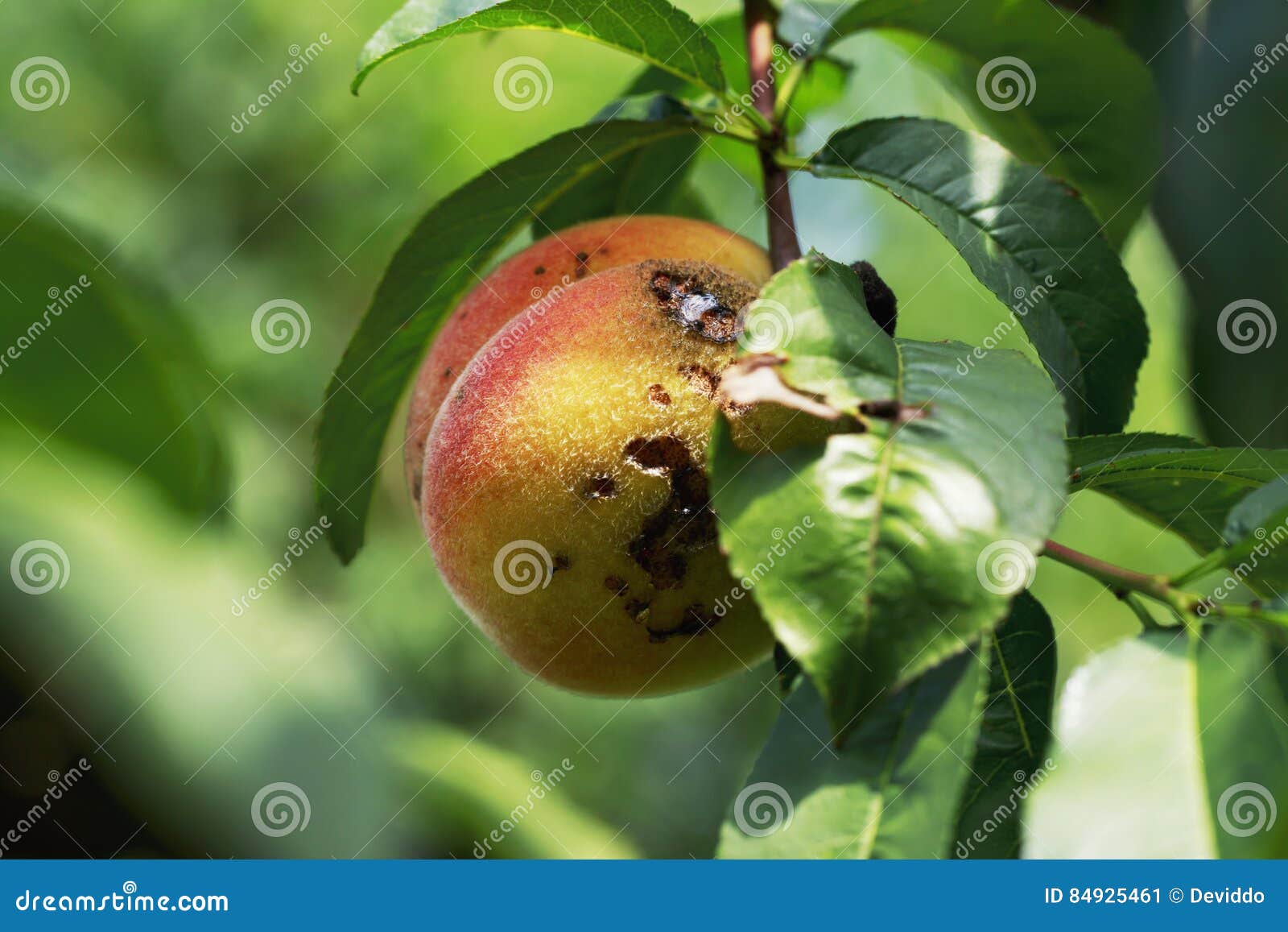 The rotten peach stock image. Image of fungi, brown, branch - 84925461