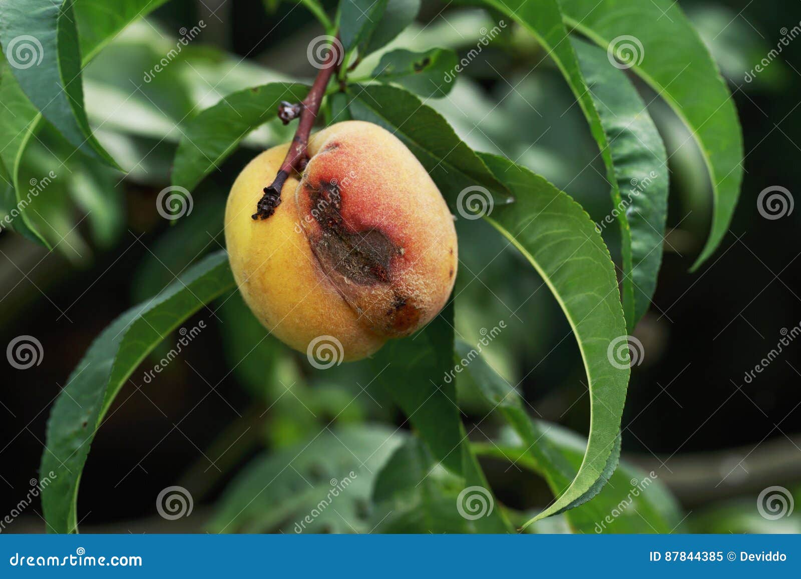 The rotten peach stock image. Image of plant, agriculture - 87844385