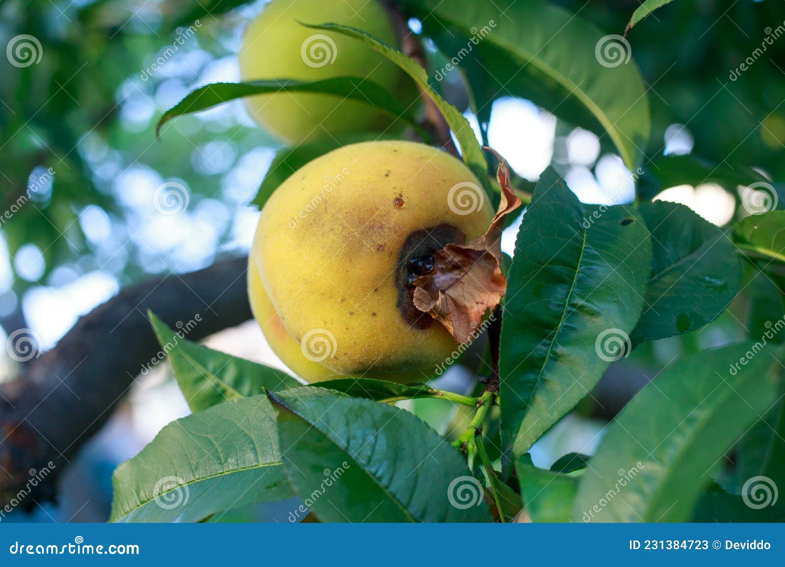 Rotten peach on a branch stock image. Image of nature - 231384723