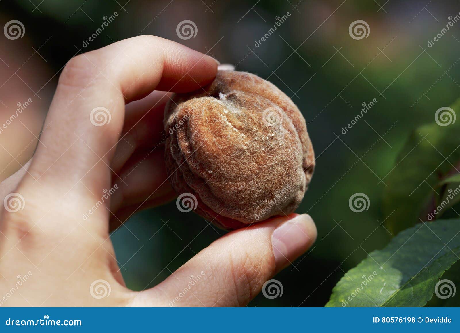 The Rotten Peach Royalty-Free Stock Photography | CartoonDealer.com ...