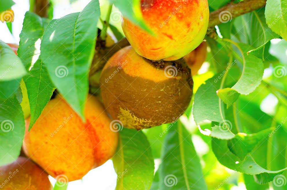 Rotten Peach on a Tree Branch Stock Photo - Image of food, mildew ...