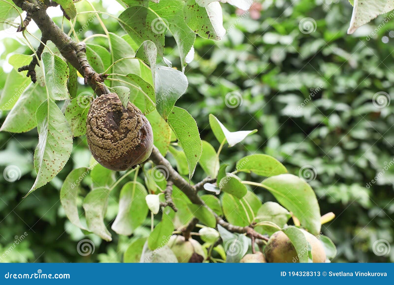 A Rotten Pear on a Branch, Dead Fruit that is Not Edible Stock Image ...