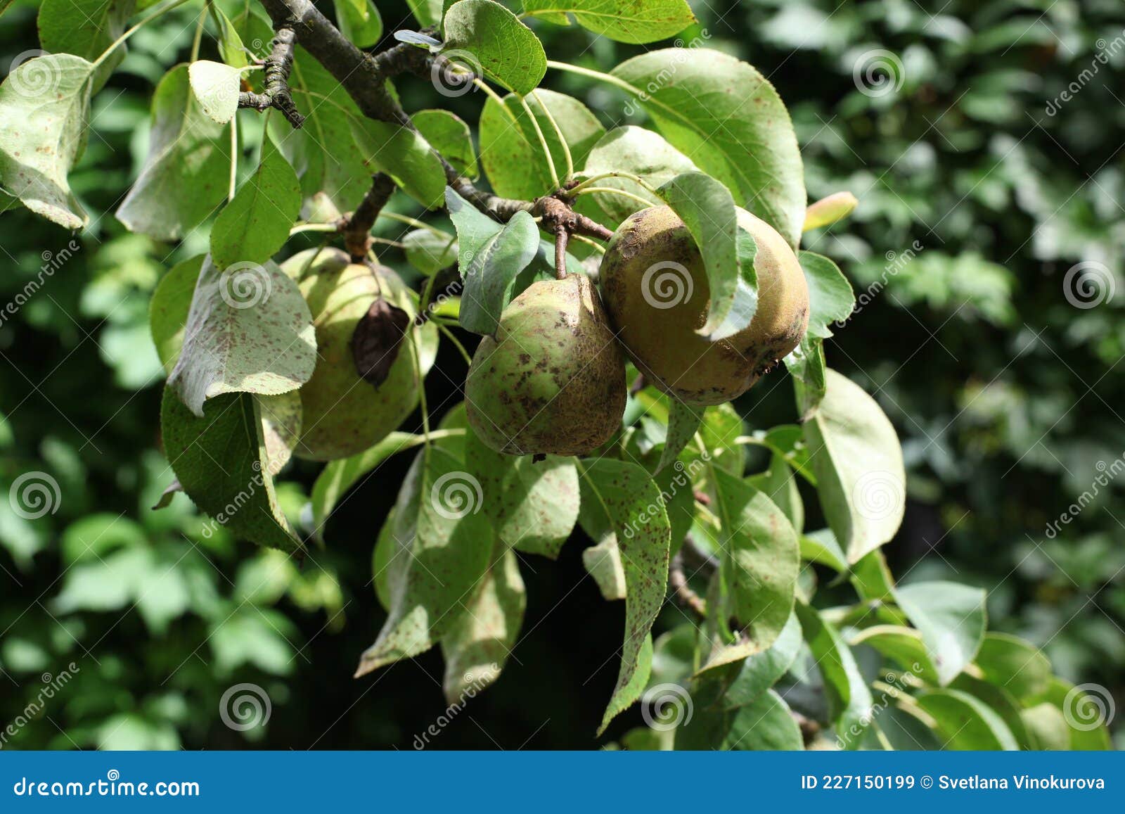 A Rotten Pear on a Branch of a Pear Tree. Spoiled Food Product Stock ...